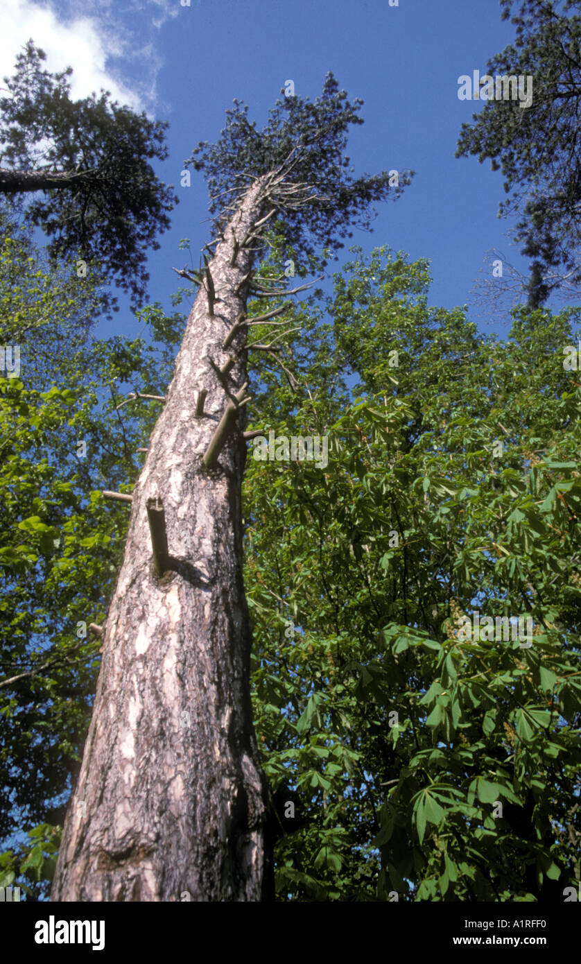 Very tall pine tree hi-res stock photography and images - Alamy