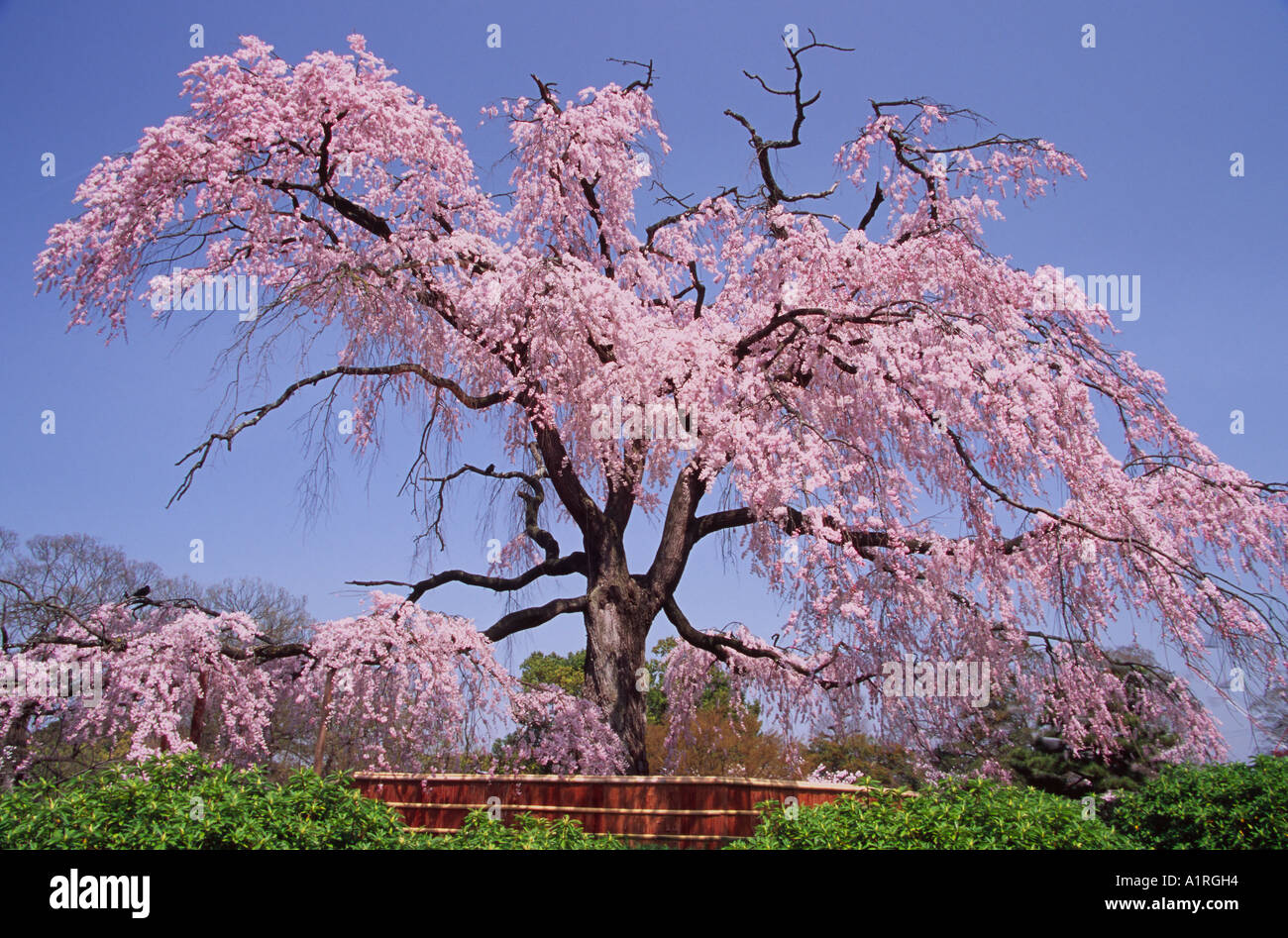 Weeping cherry tree Stock Photo - Alamy