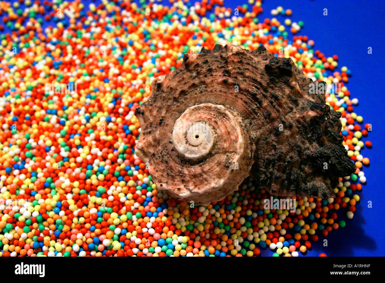 marine snail shell with sugar sprinkles Stock Photo - Alamy