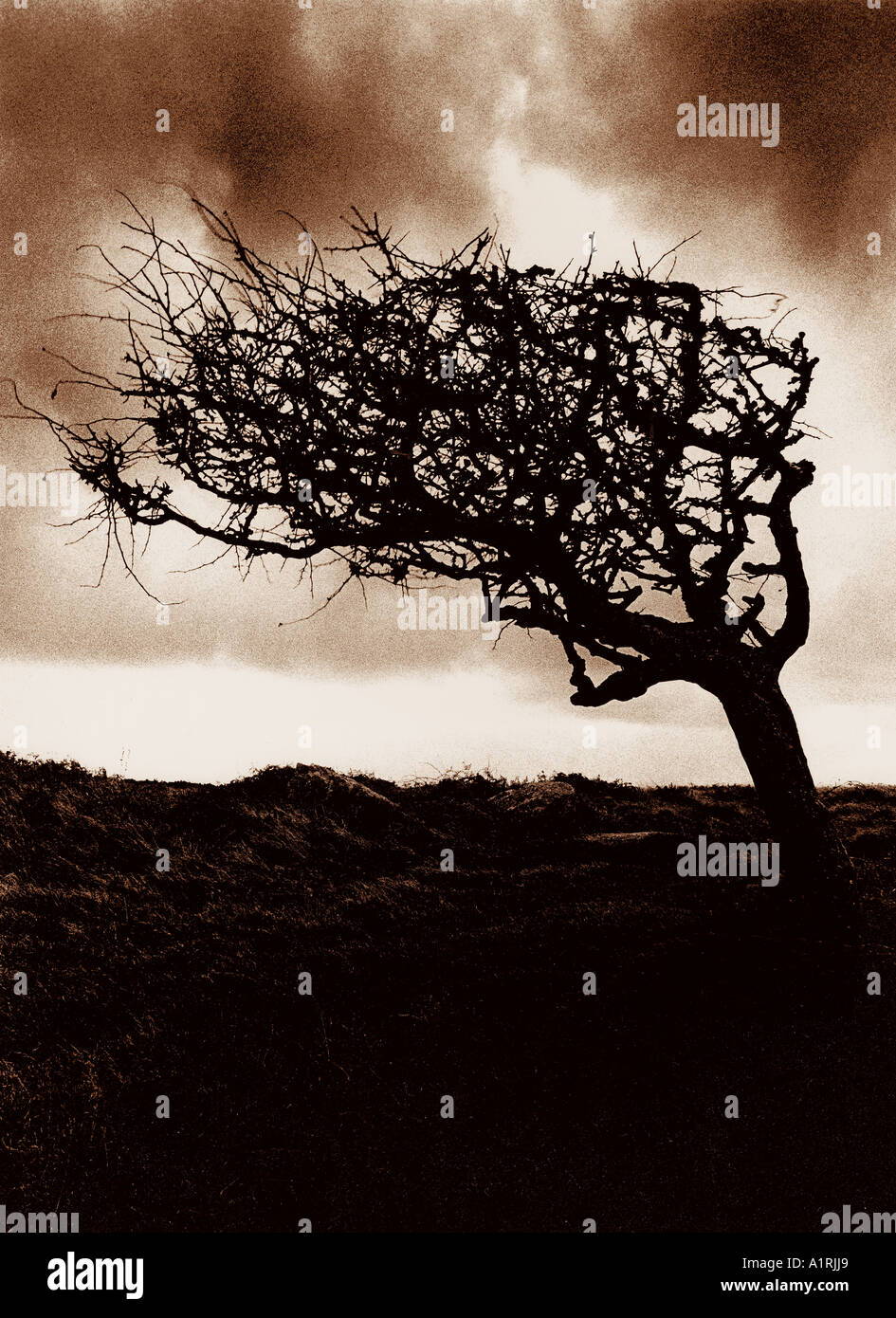 Windblown tree cornwall hi-res stock photography and images - Alamy