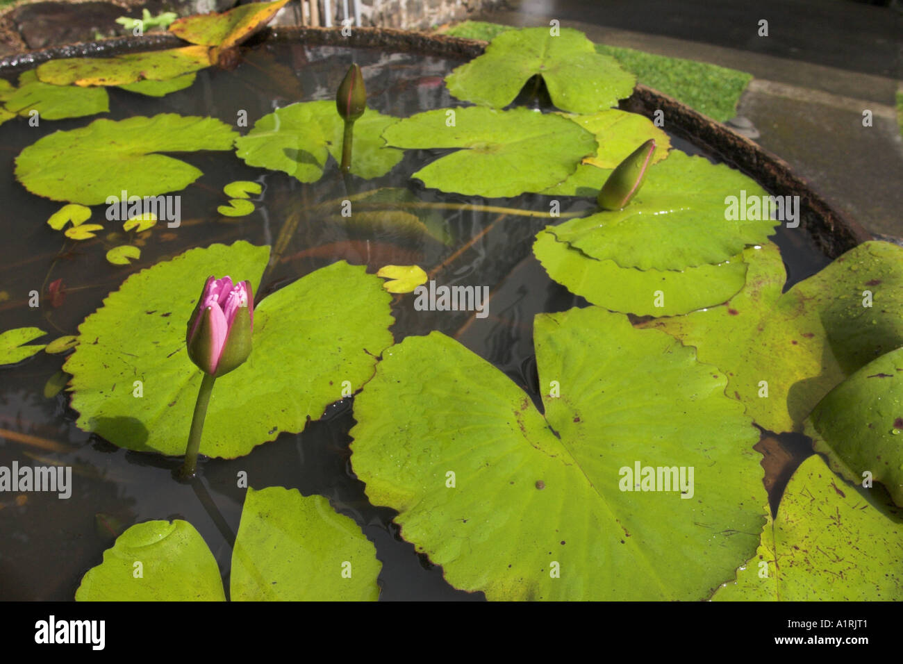 Rain Barrel Garden: A water lily garden in a rain barrel Green leaves ...