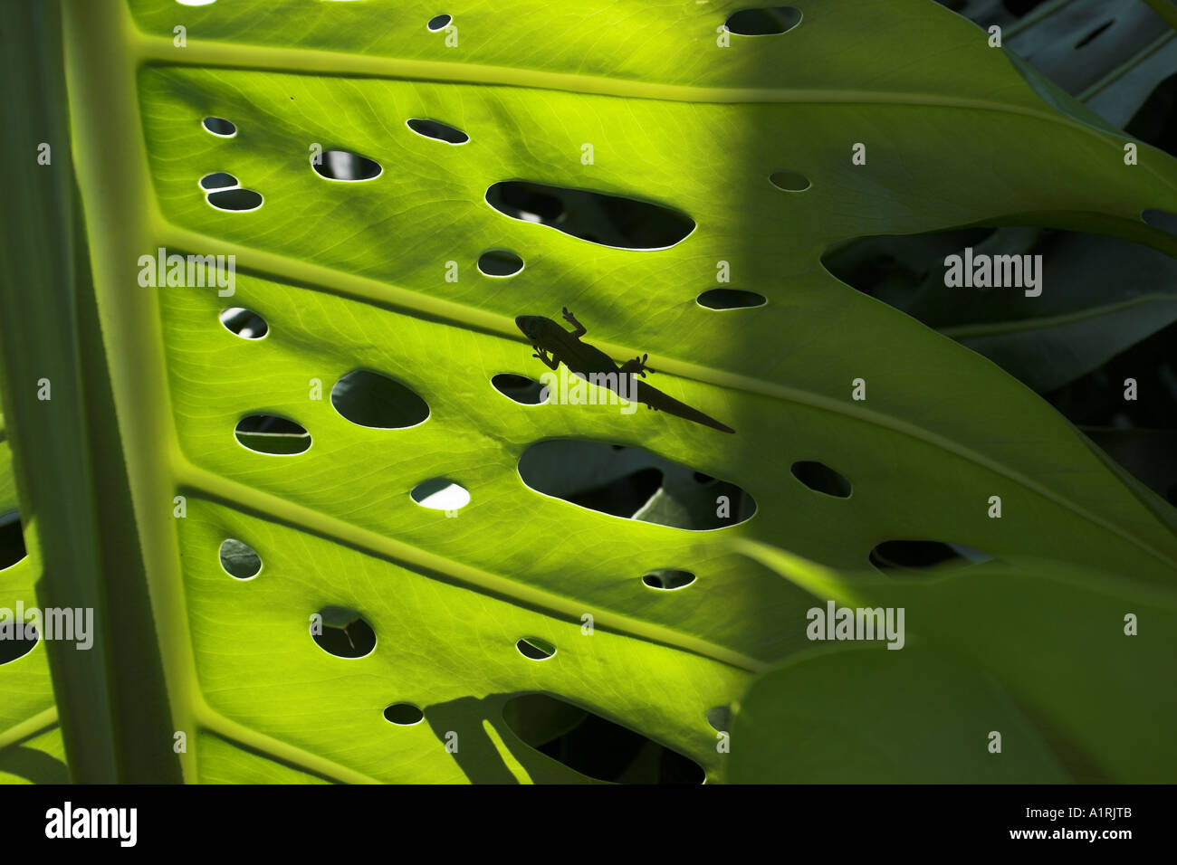 Leaf holes and Gecko Shadow Stock Photo - Alamy