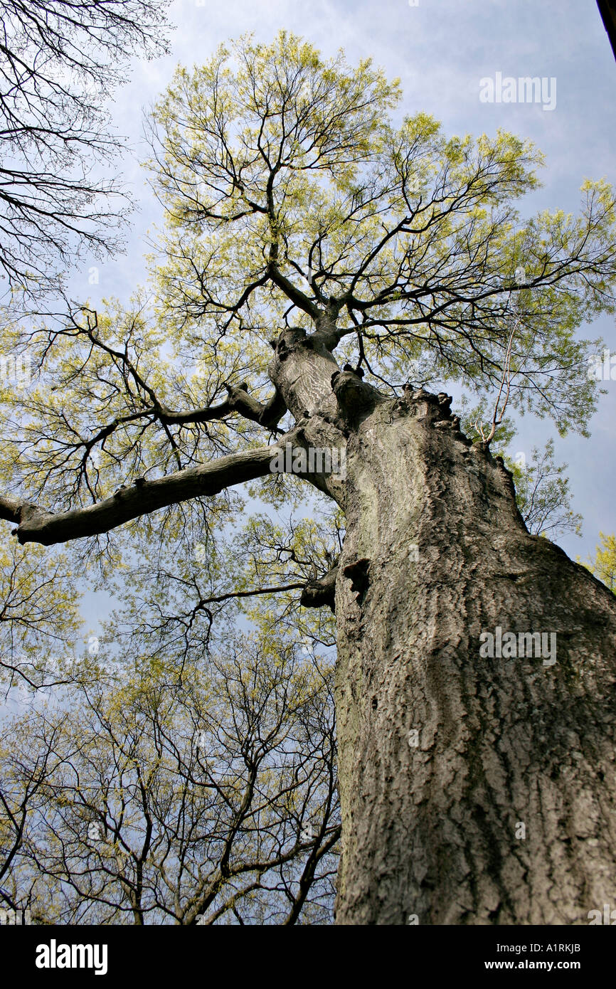 New leaves just sprouting on a tall urban tree Atlanta Georgia USA ...