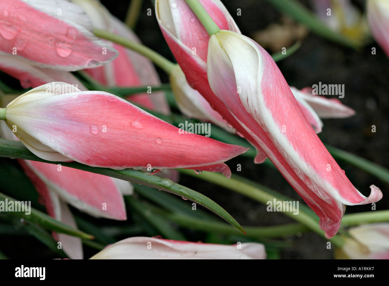 Tulipa Lady Jane Pink White Stock Photos & Tulipa Lady Jane Pink White ...