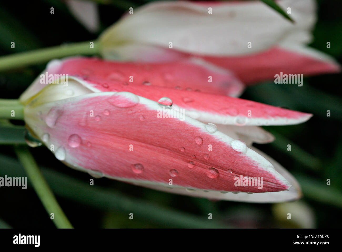 Tulip White Pink High Resolution Stock Photography and Images - Alamy