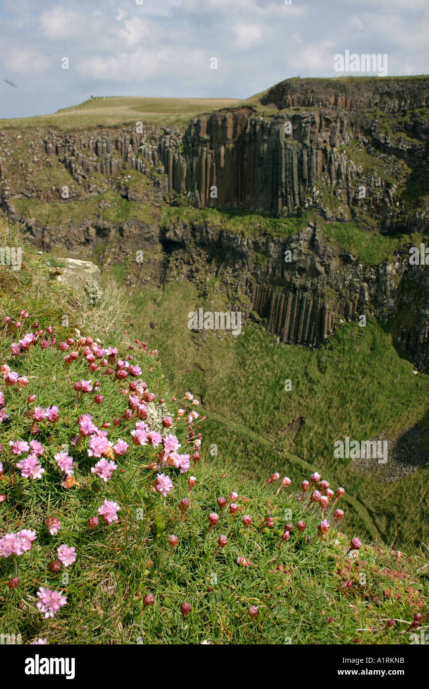 Pinks in the Grass: Pink flowers growing on the cliff edge with the ...