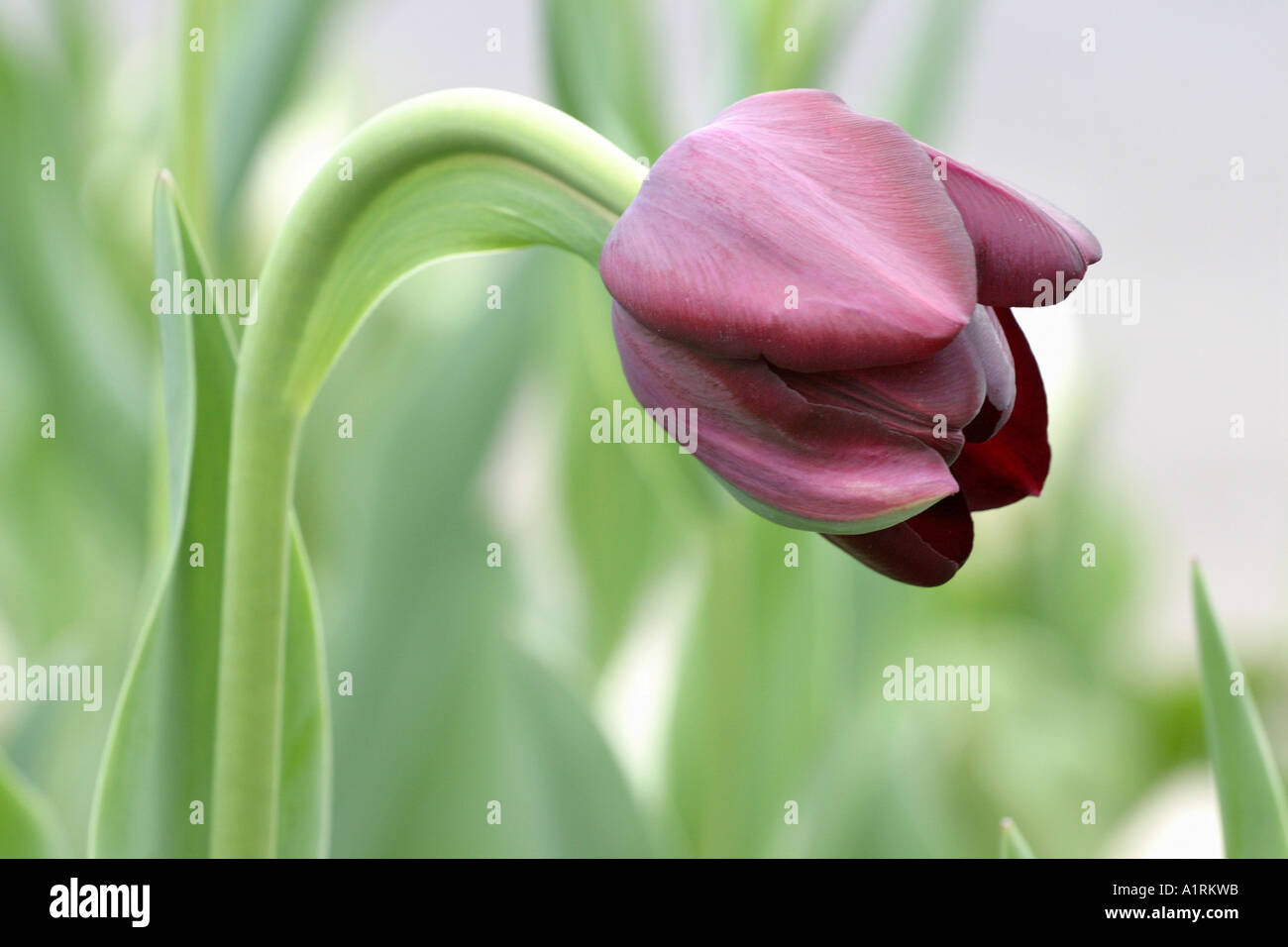 Mutant in Purple: A single purple tulip with an almost webbed stem ...