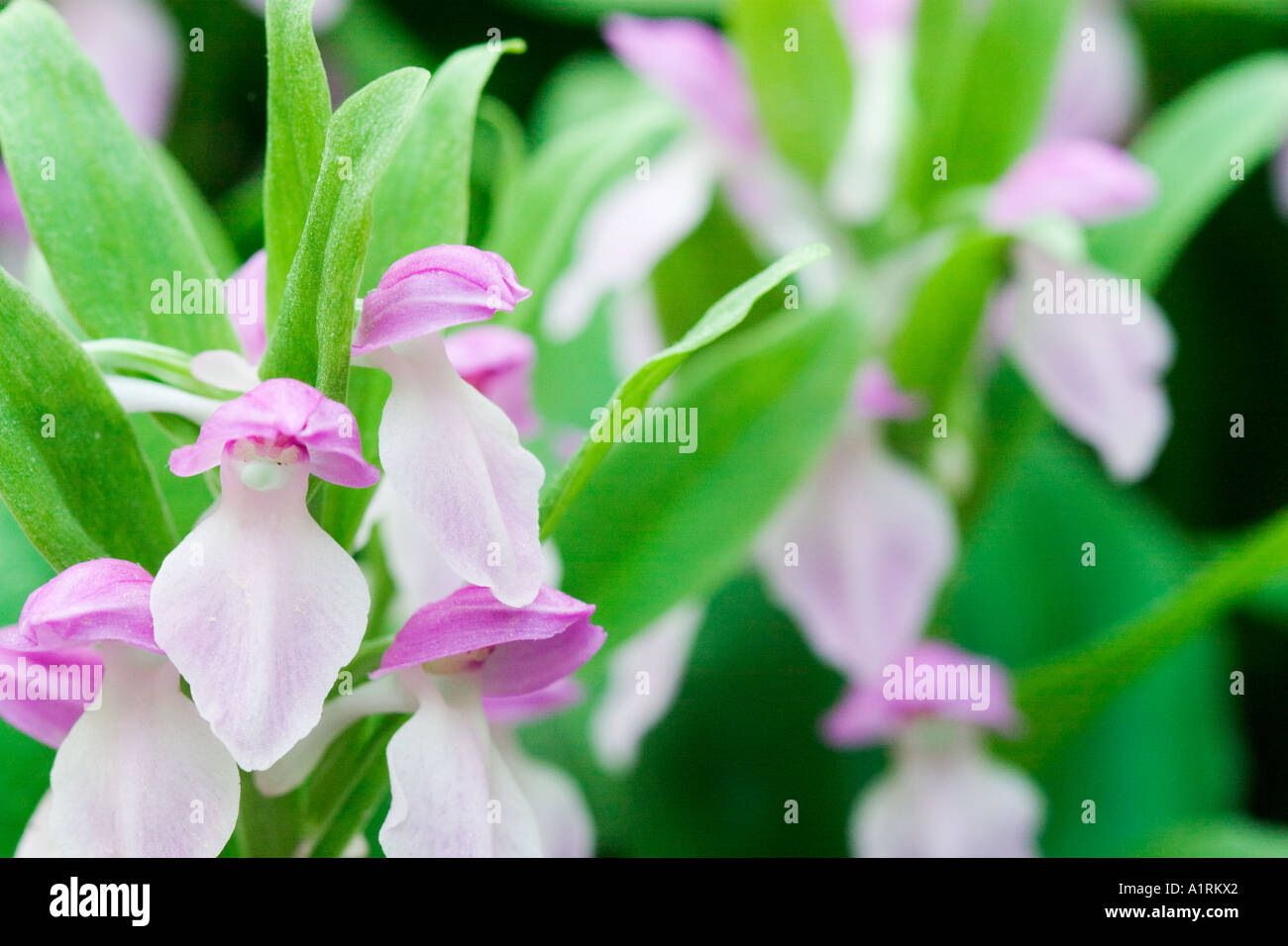 Showy Orchis (Galearis (Orchis) spectabilis Stock Photo - Alamy