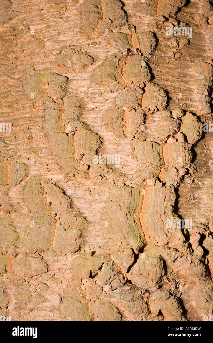 Bark of Monkey Puzzle tree Araucaria araucana Worcestershire UK Stock ...