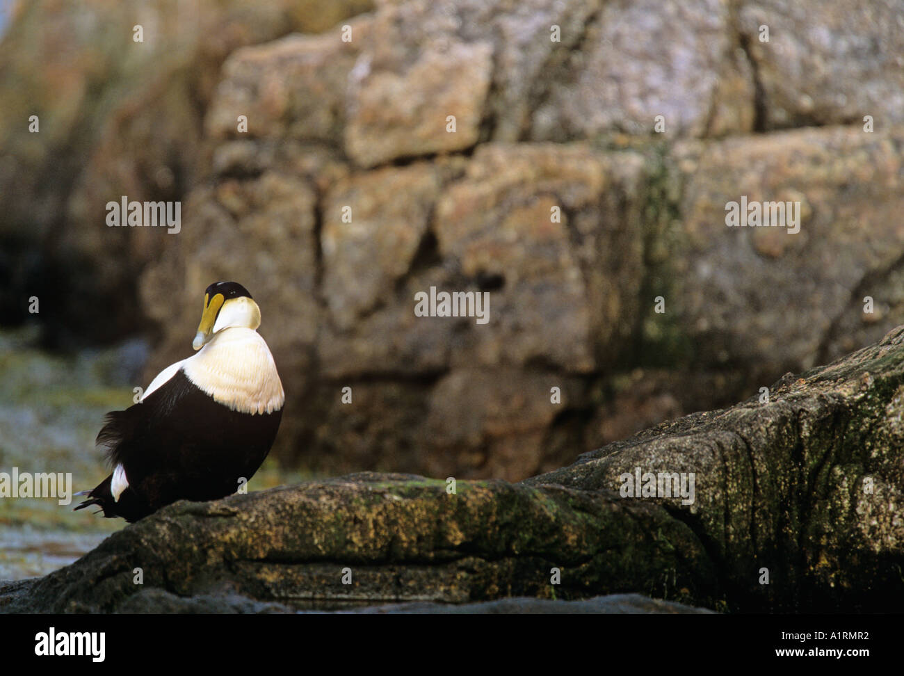 Eider drake standing hi-res stock photography and images - Alamy