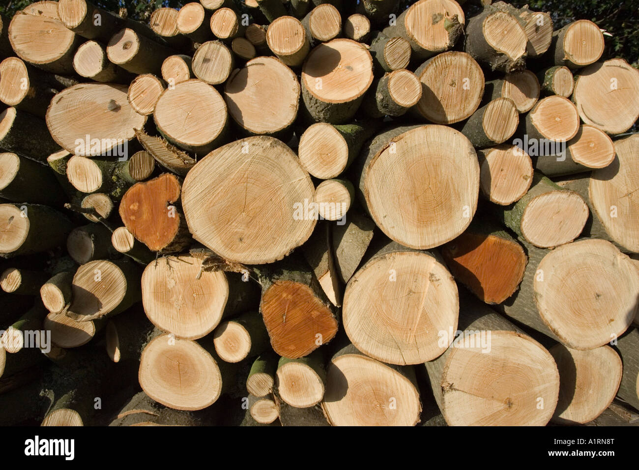 Stack of freshly cut ash logs Cotswolds UK Stock Photo - Alamy