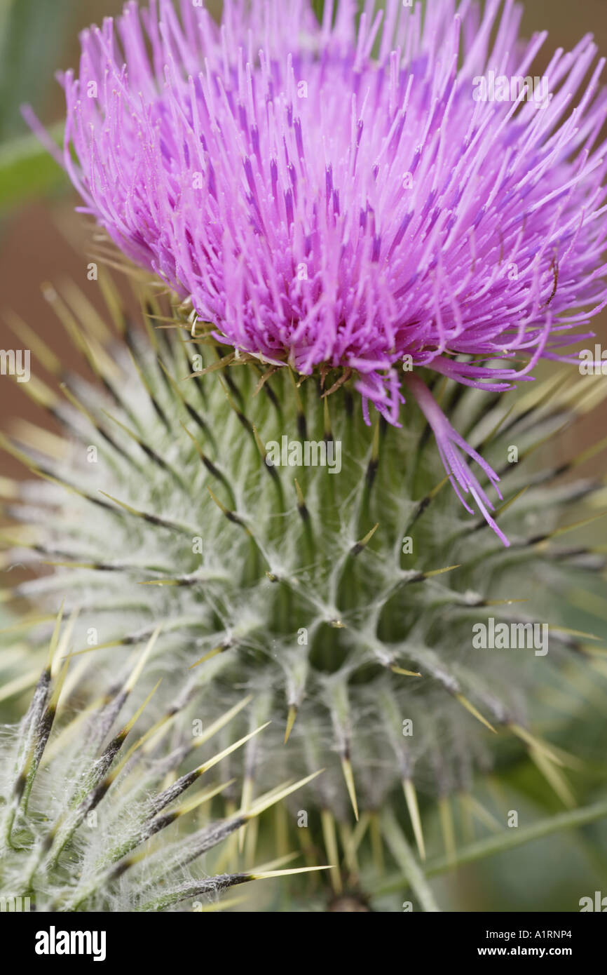 National symbols of scotland hi-res stock photography and images - Alamy