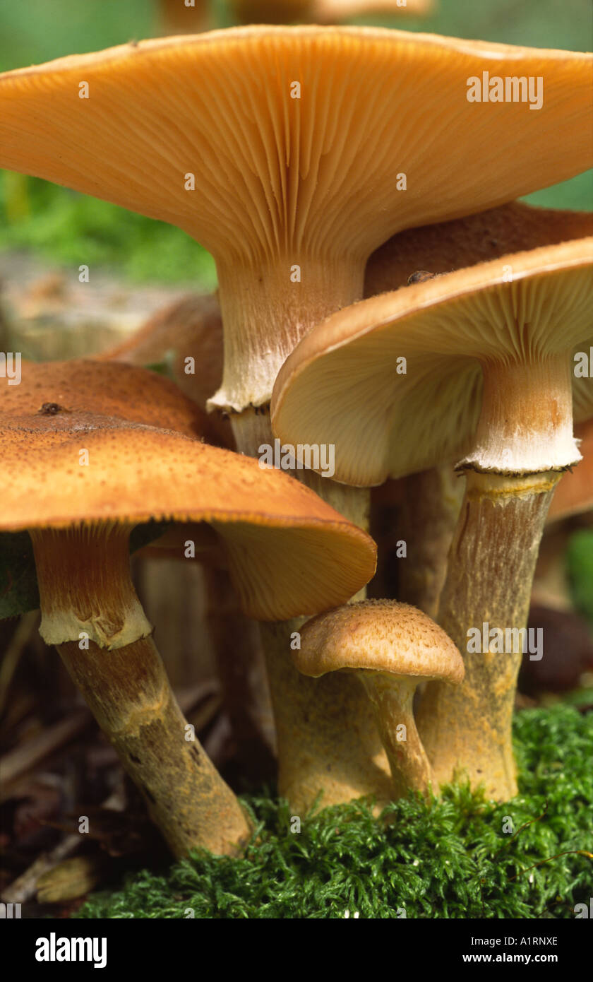 Fine-scaly Honey Fungus Stock Photo - Alamy