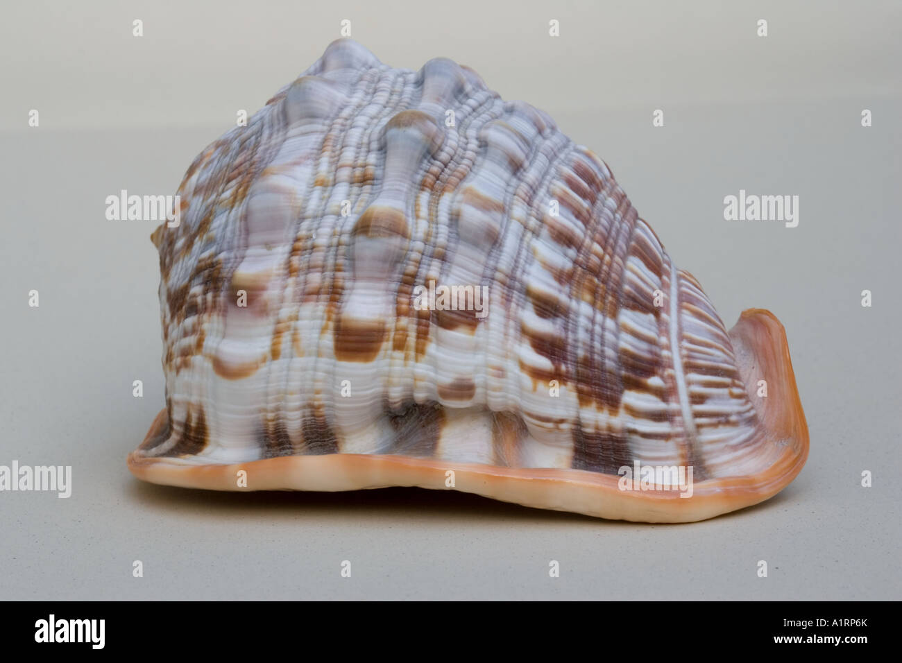 Closeup of dorsal view of large Helmet shell Cassis species Stock Photo ...