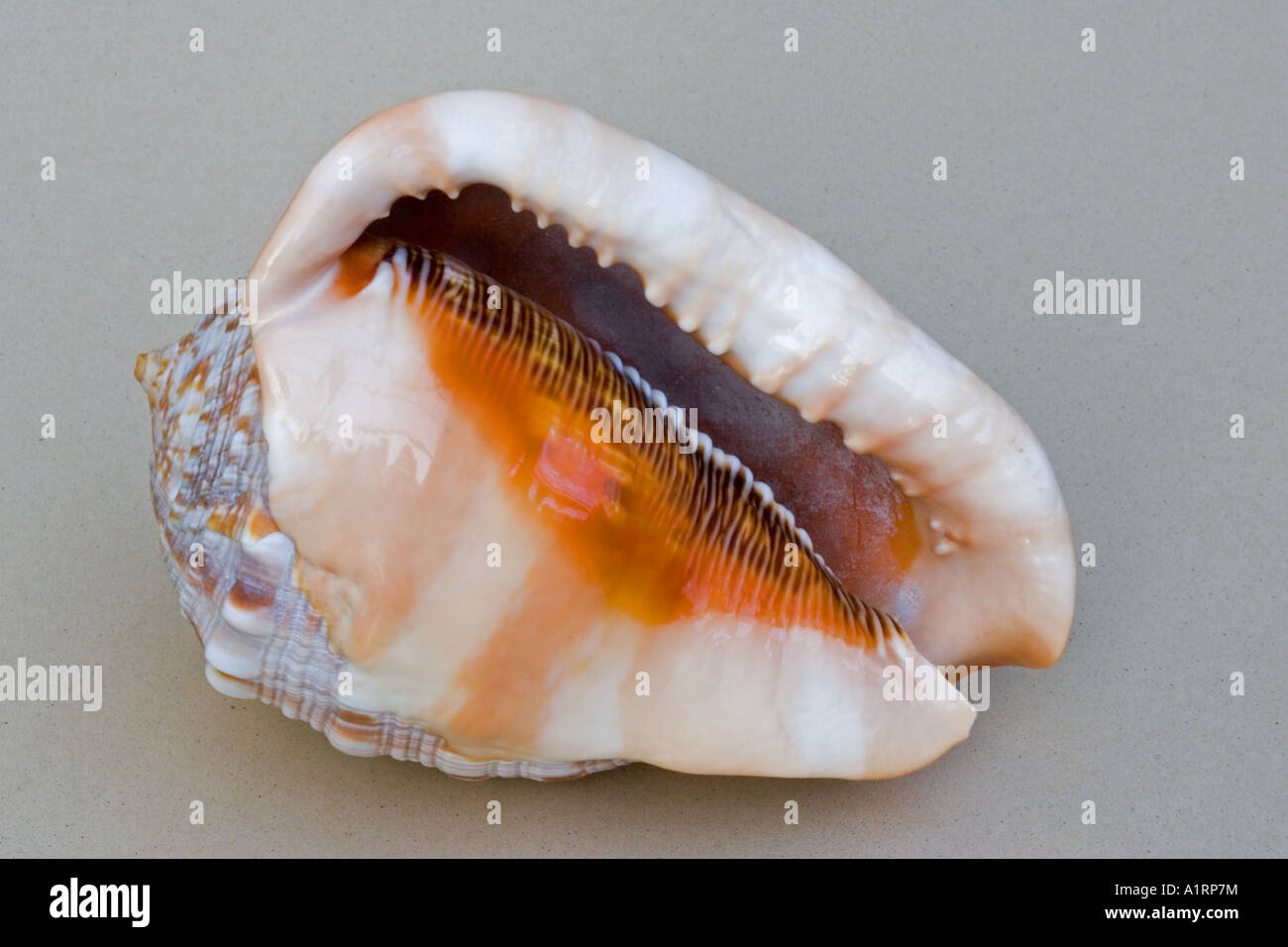Closeup of ventral view of large Helmet shell Cassis species showing ...