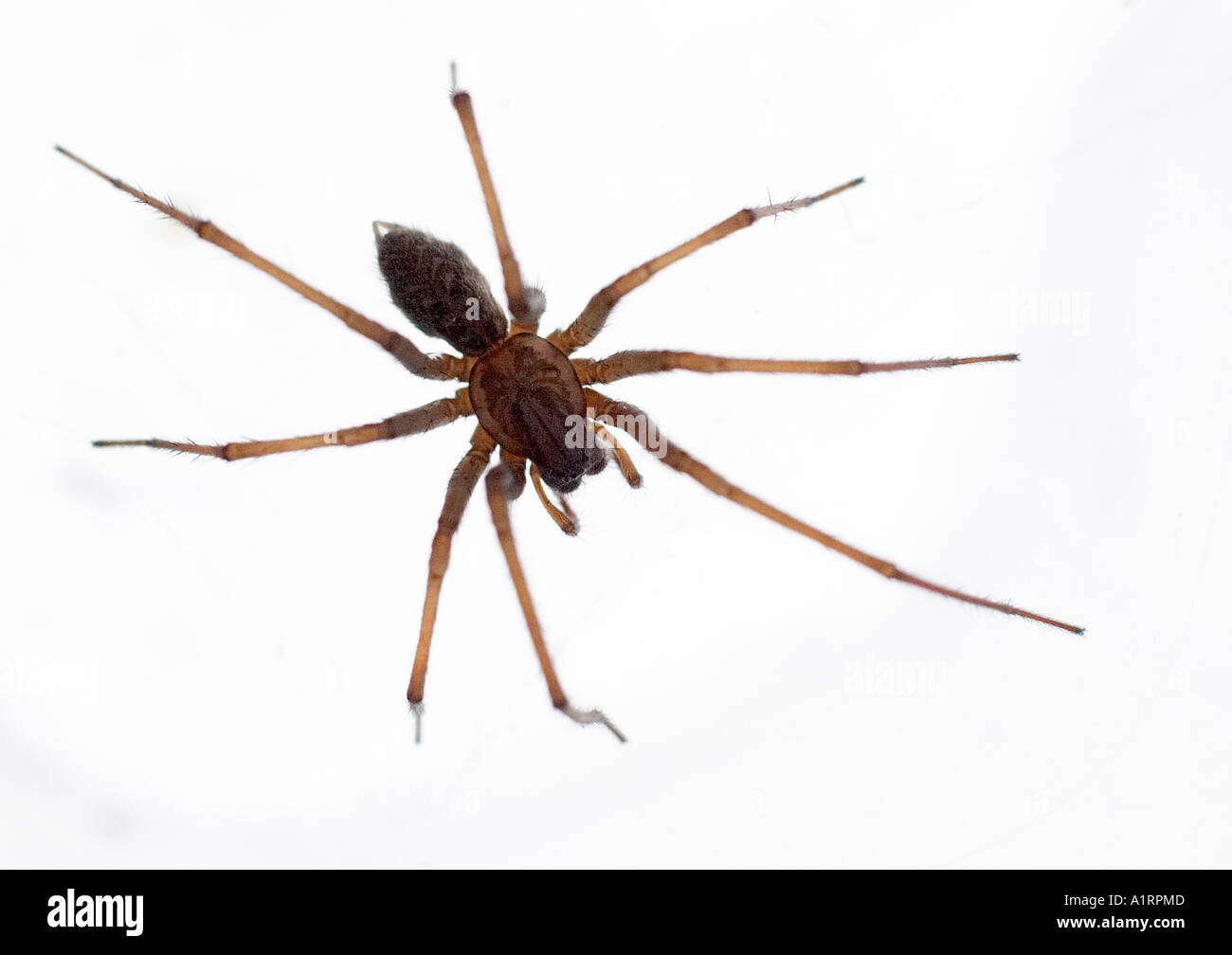 Große Winkelspinne Tegenaria atrica Hausspinne Tegenaria atrica spider ...