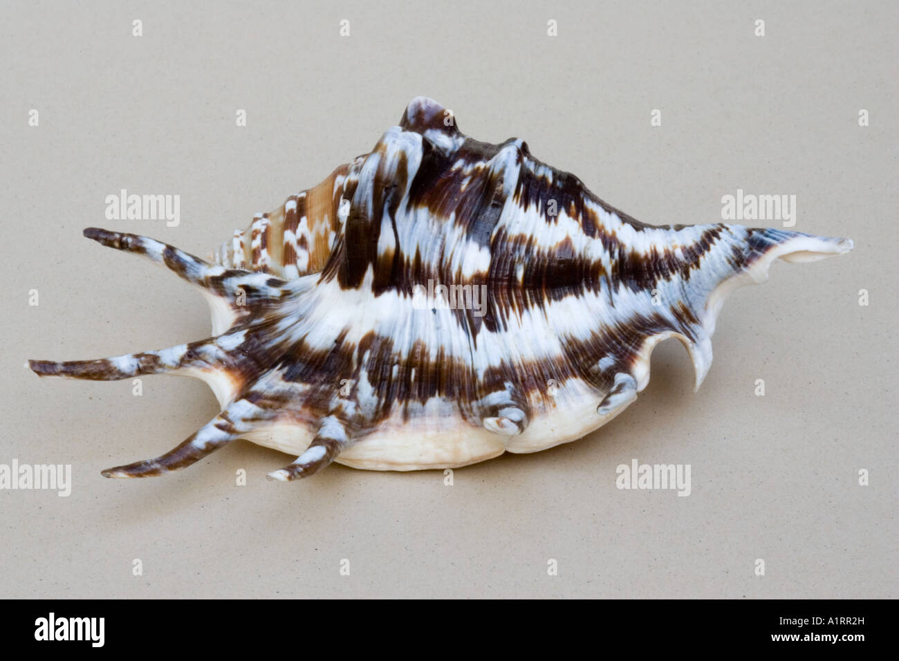 Closeup of dorsal view of Spider conch probably Lambis species Stock ...
