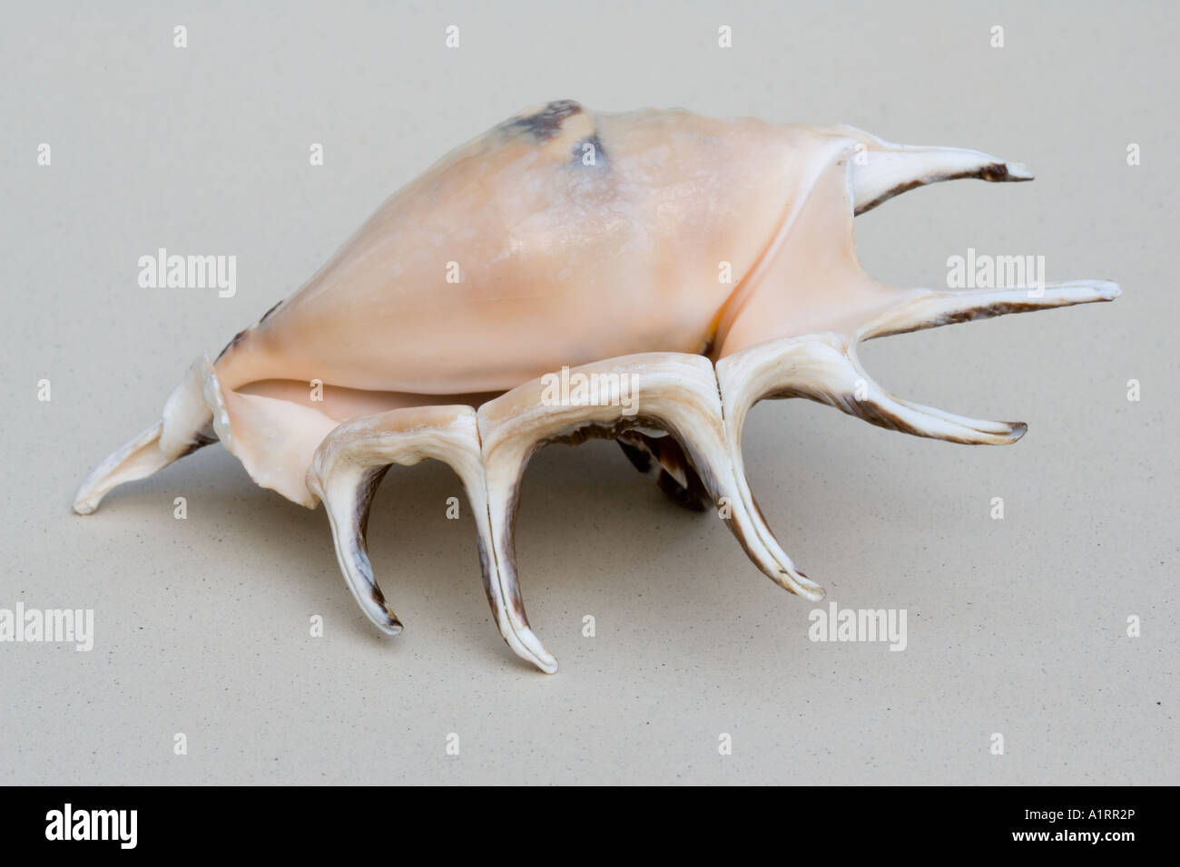 Closeup ventral view spider conch hi-res stock photography and images ...