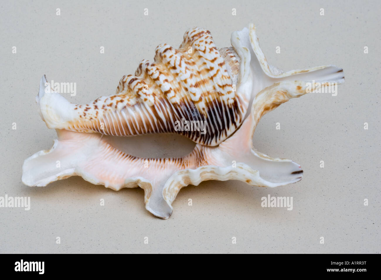 Closeup ventral view spider conch hi-res stock photography and images ...