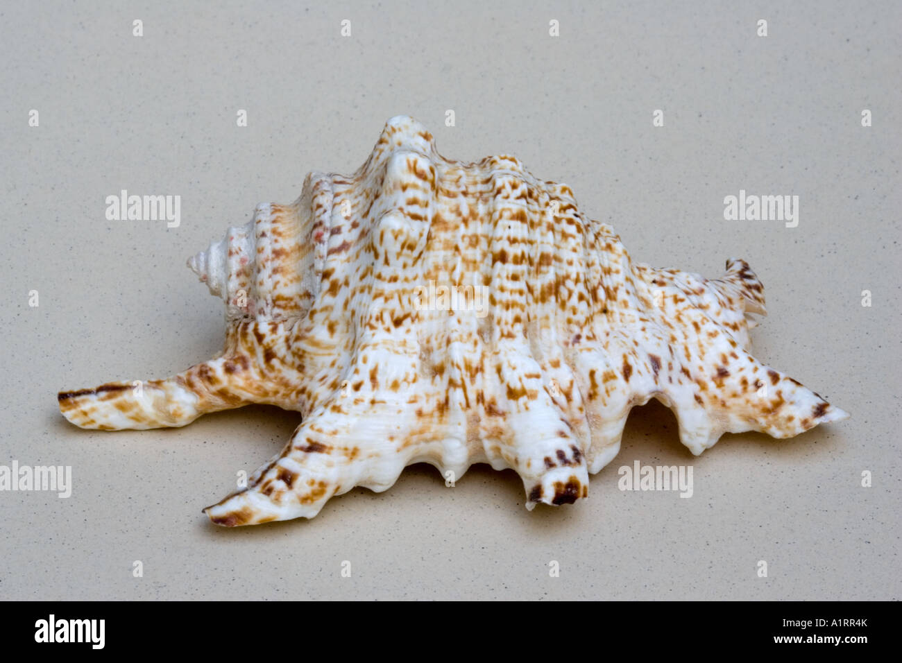 Closeup of dorsal view of Spider conch probably Lambis species Stock ...