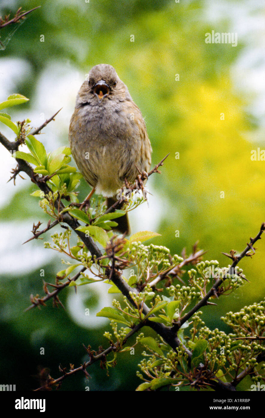 Pipingsong hi-res stock photography and images - Alamy