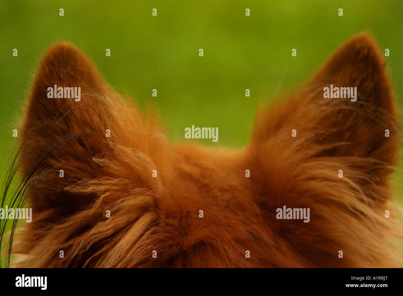 Dog, ears, brown, soft, fuzzy, animal Stock Photo - Alamy