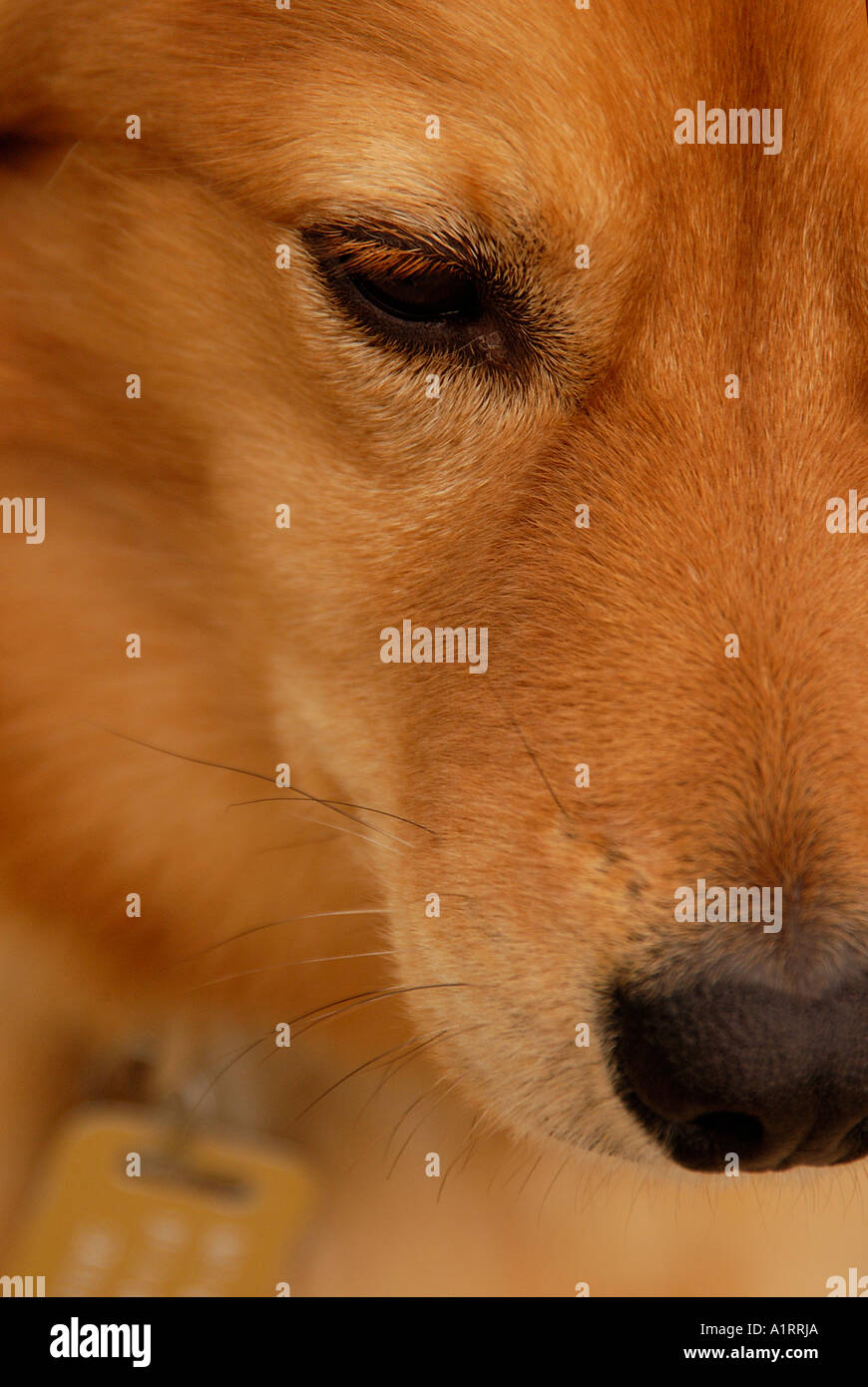 A Dog Named Tyler Stock Photo - Alamy