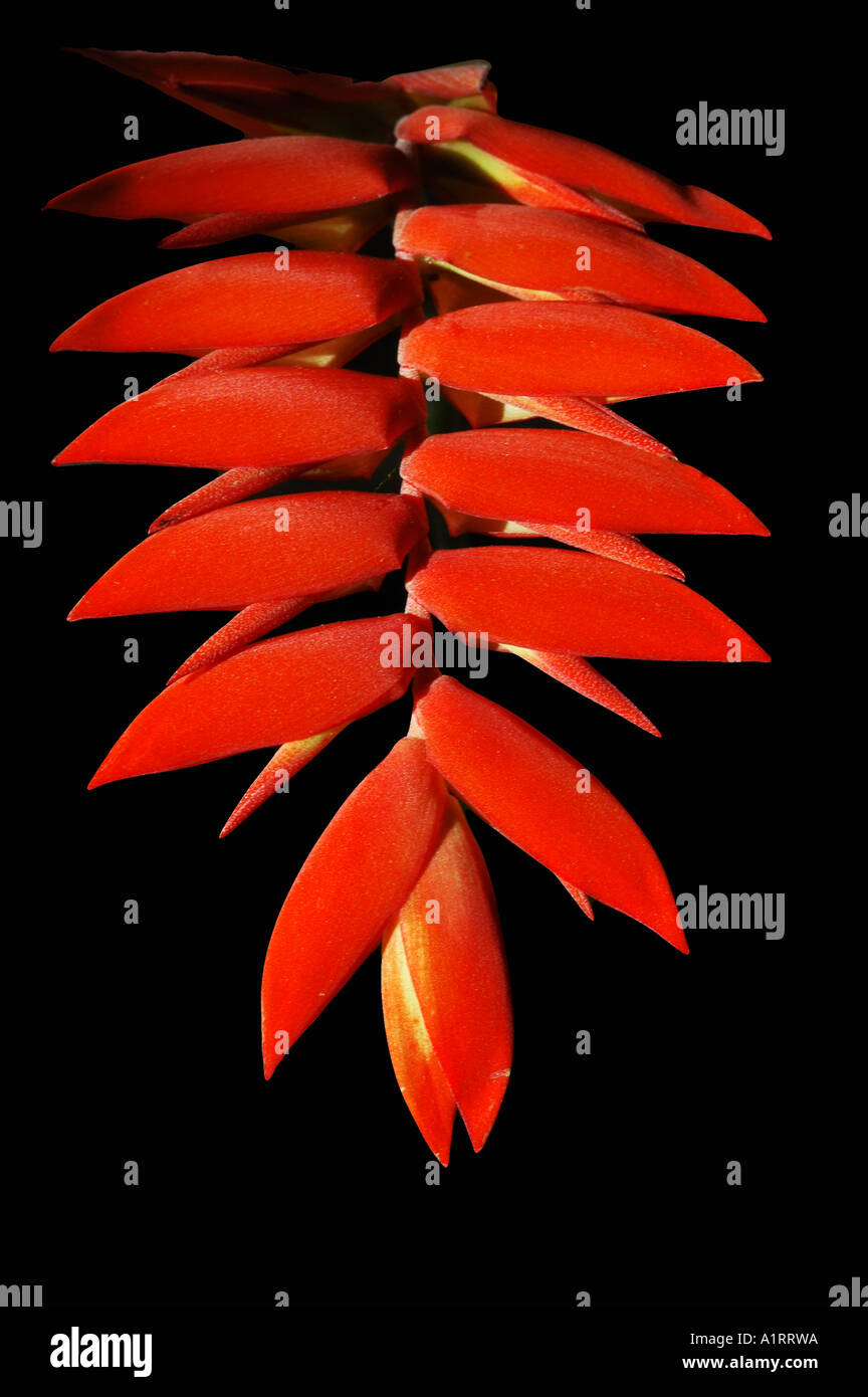 Red exotic flower hi-res stock photography and images - Alamy