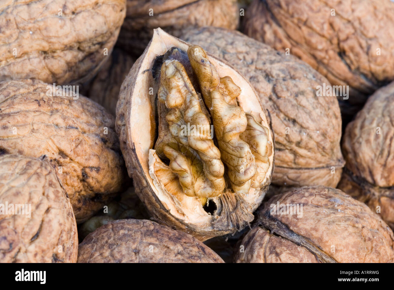 Closeup of walnuts with single fruit opened to expose the edible walnut ...