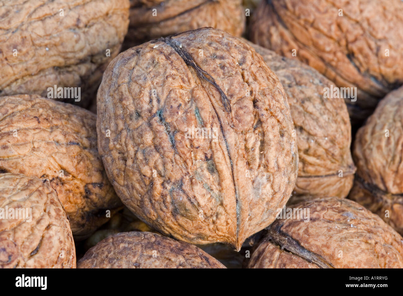 Juglans regia hi-res stock photography and images - Alamy