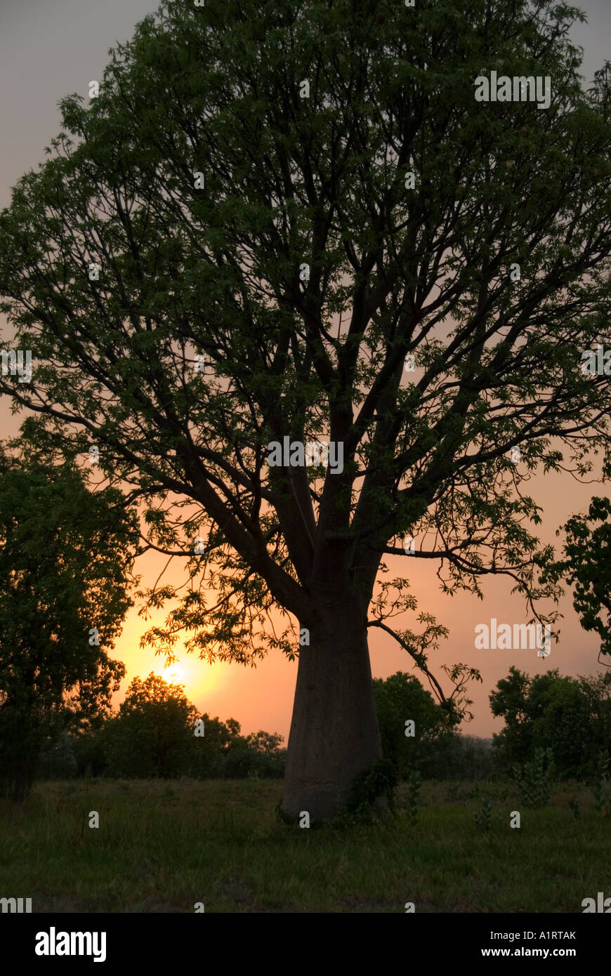 Boab Tree in Kununurra, East Kimberley, Western Australia Stock Photo ...