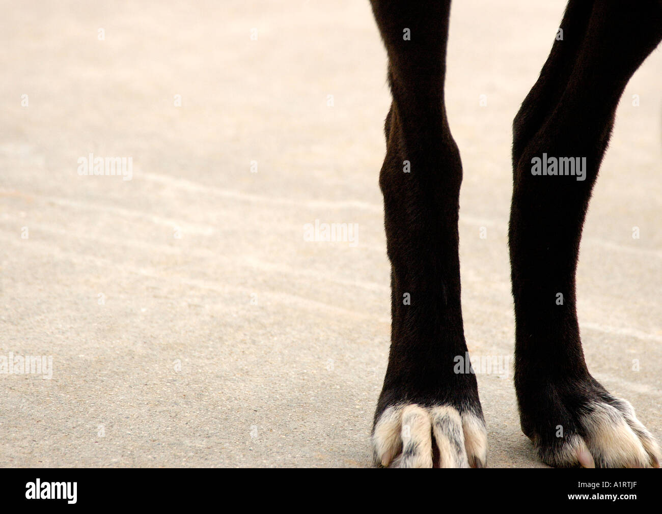 Dog standing on back legs hi-res stock photography and images - Alamy