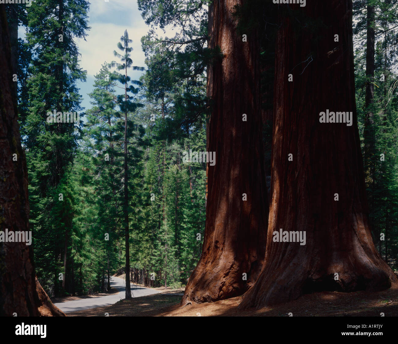 Mariposa Grove of Sequoia trees in Yosemite National Park in California ...