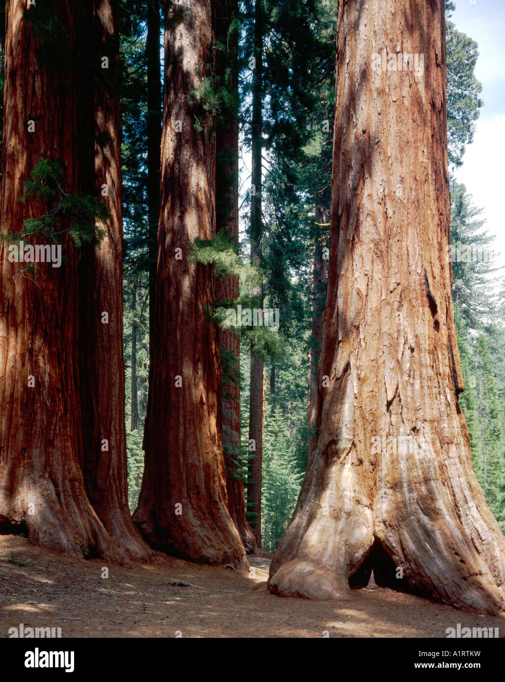 On the Southern edge of Yosemite National Park in the Mariposa Grove of ...