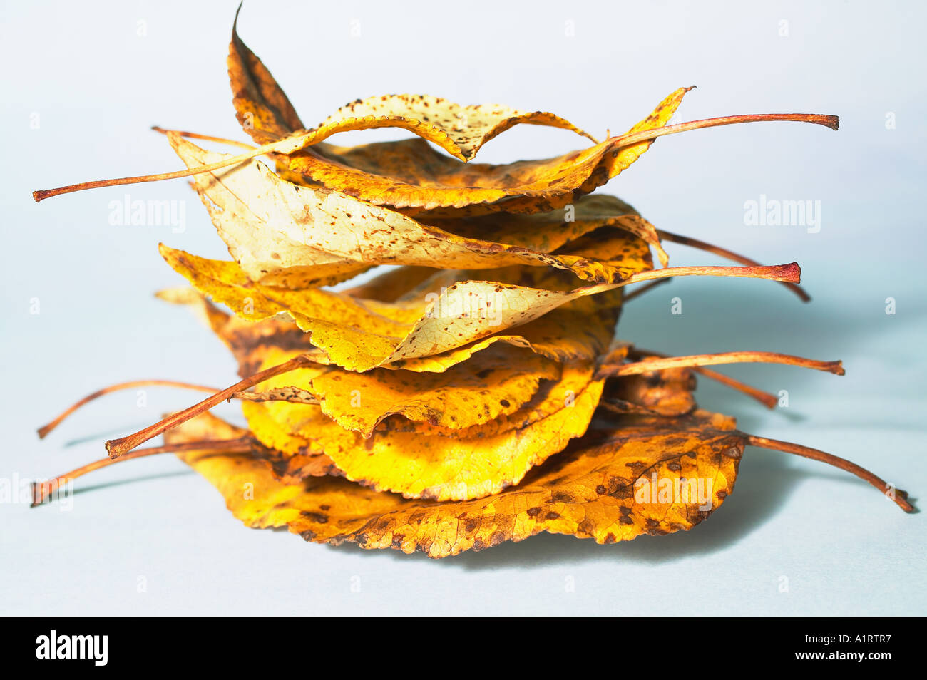 Grouped leaves hi-res stock photography and images - Alamy