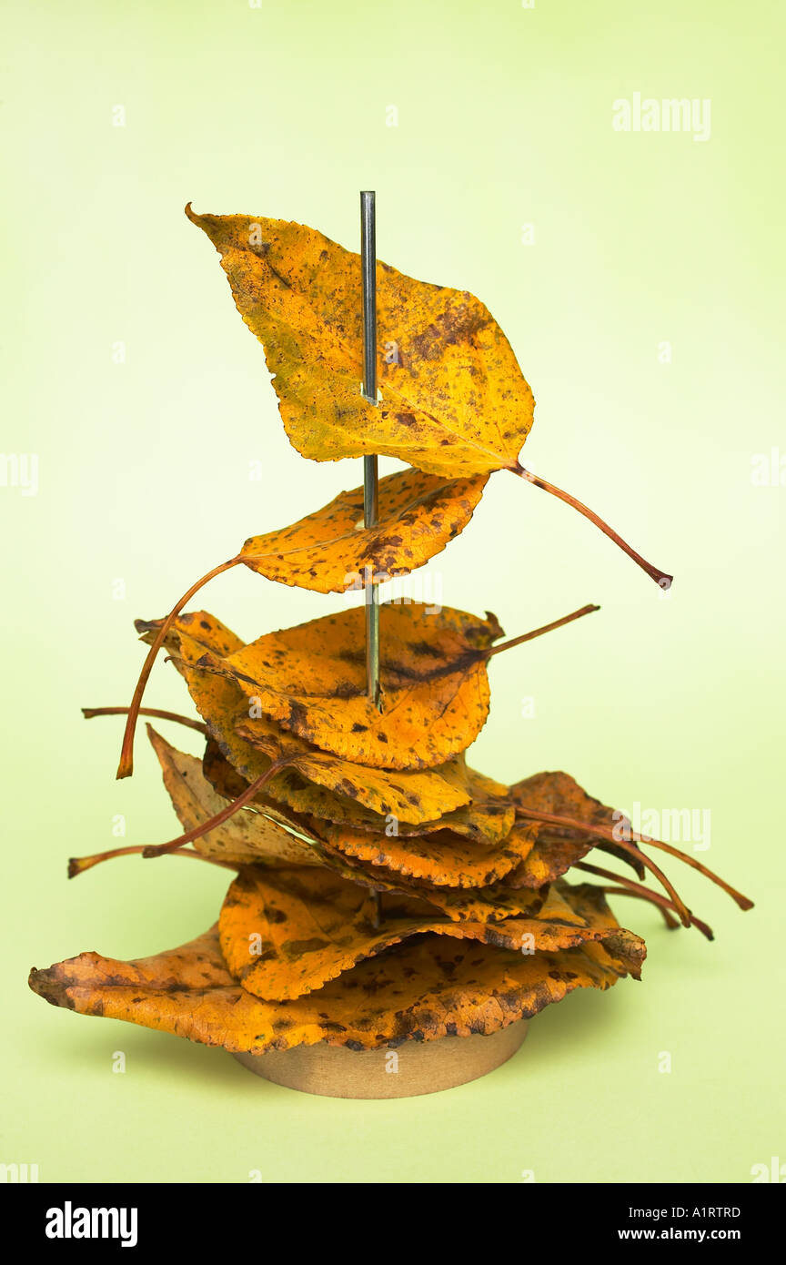 Grouped leaves hi-res stock photography and images - Alamy