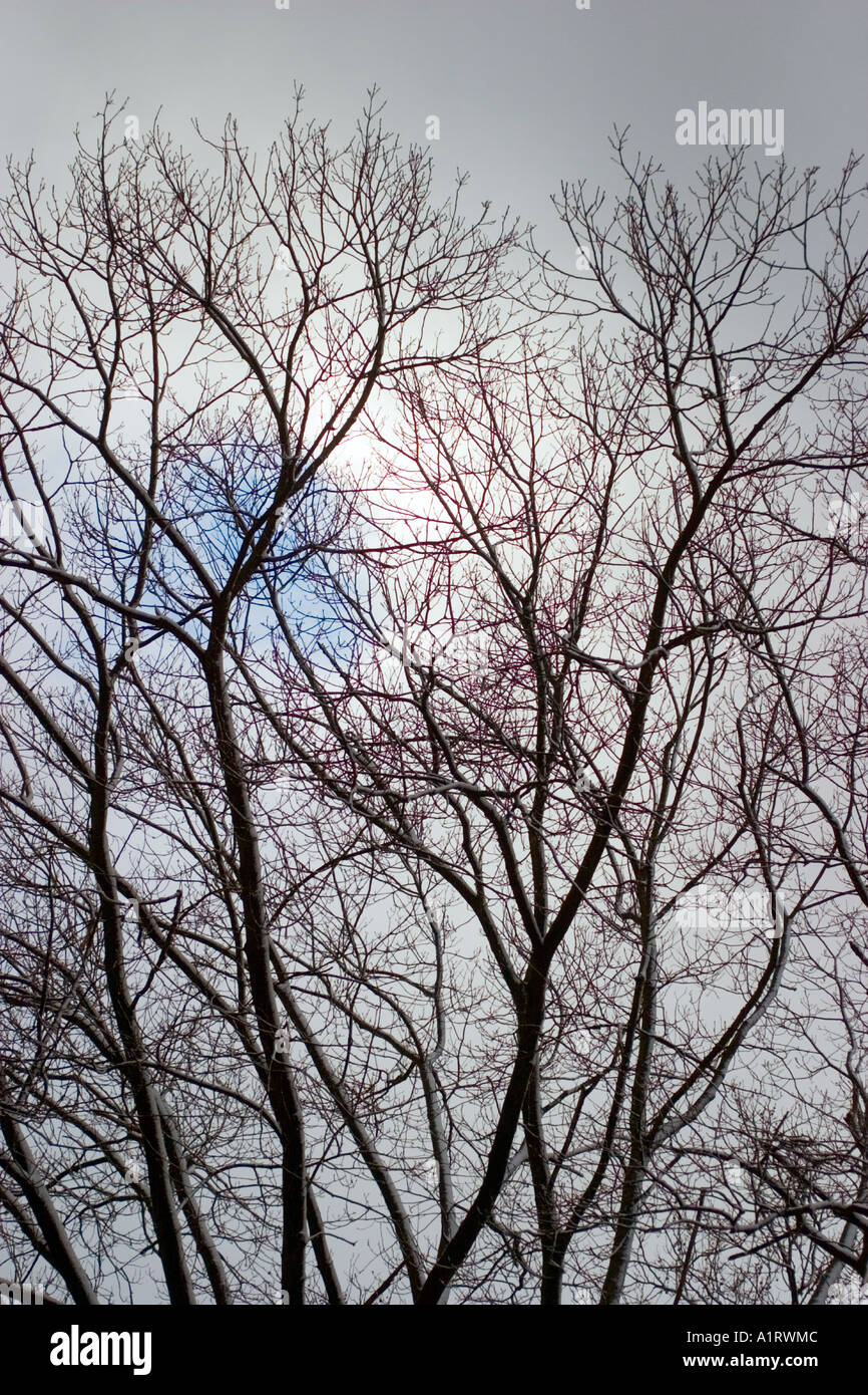 image of trees without leaves in winter first snow in Aachen Germany ...