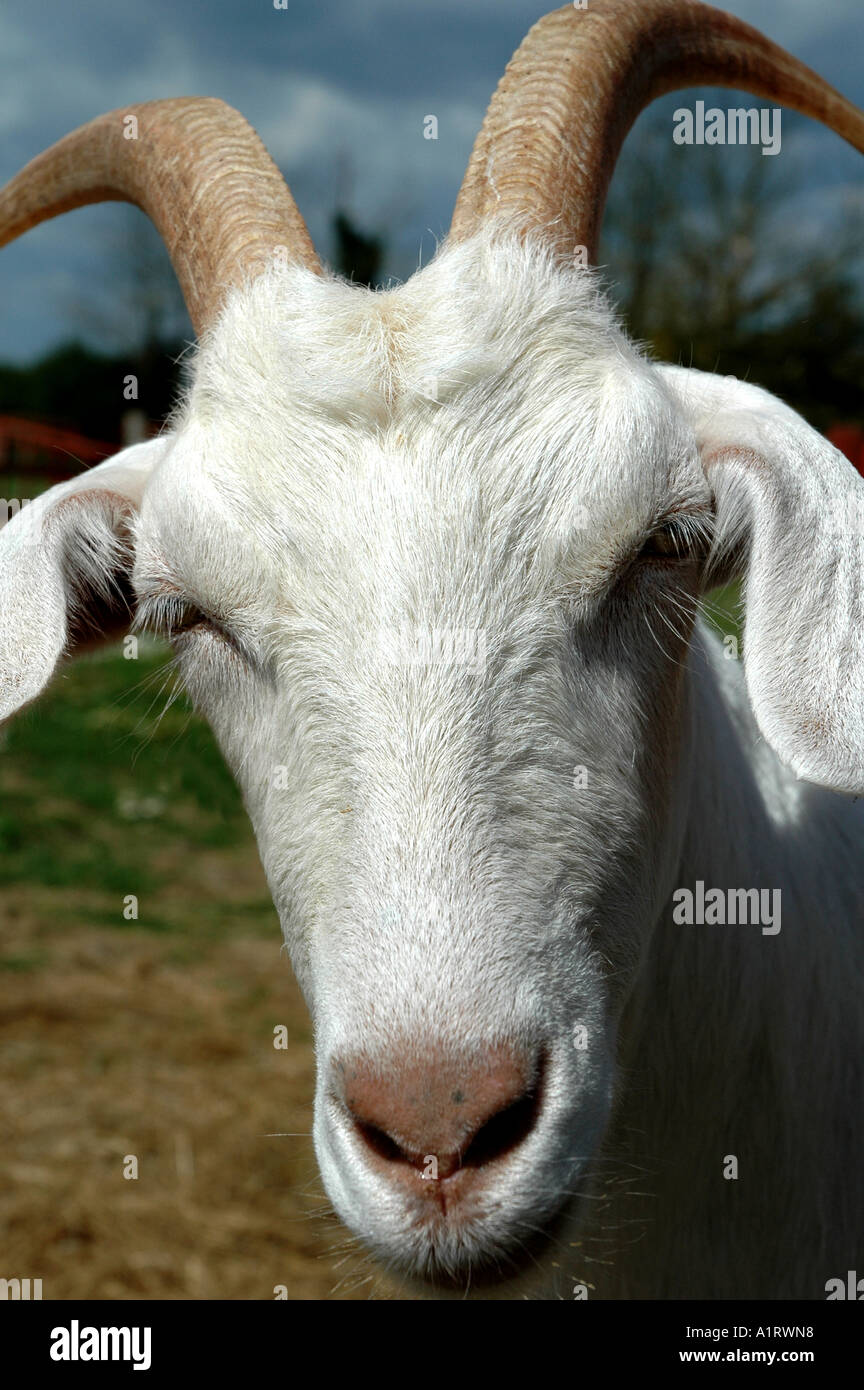 Chin goat hi-res stock photography and images - Alamy