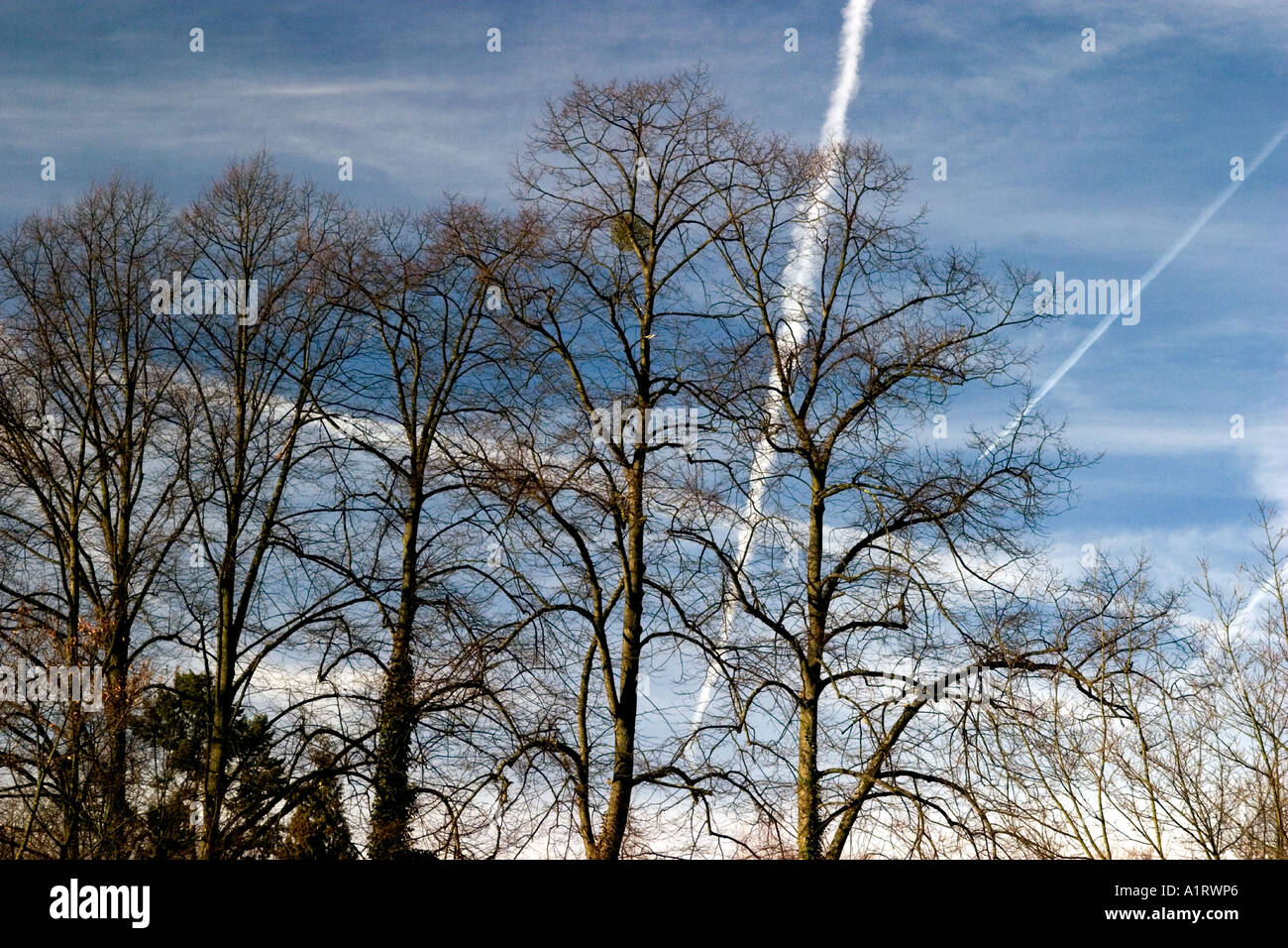 Nature trees plants leaves Cut Out Stock Images & Pictures - Alamy