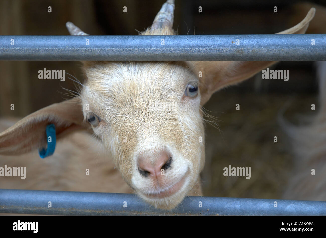Male goat kid hi-res stock photography and images - Alamy