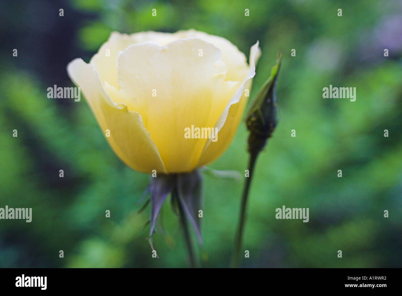 Spring seen Cut Out Stock Images & Pictures - Alamy