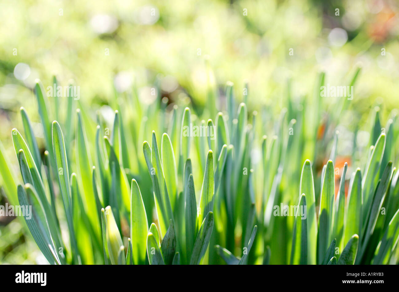 Daffodil flower young leaves hi-res stock photography and images - Alamy