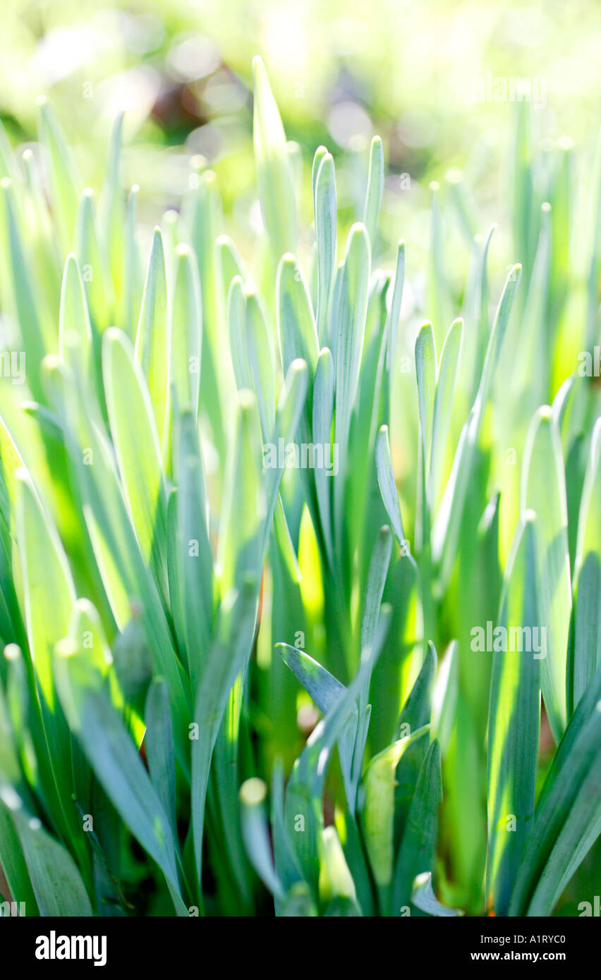 Daffodil flower young leaves hi-res stock photography and images - Alamy