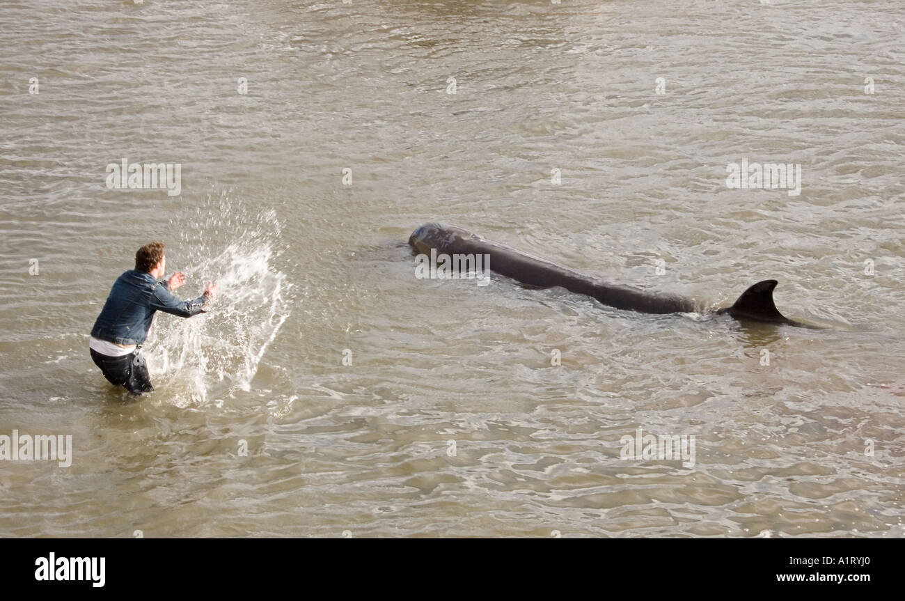 Northern bottlenose whale river thames hi-res stock photography and ...