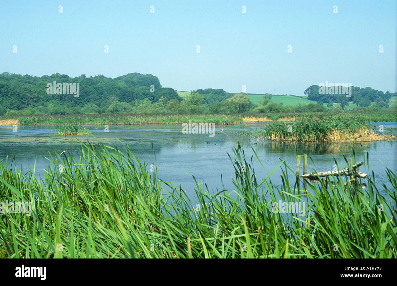Freshwater bog ecosystem hi-res stock photography and images - Alamy