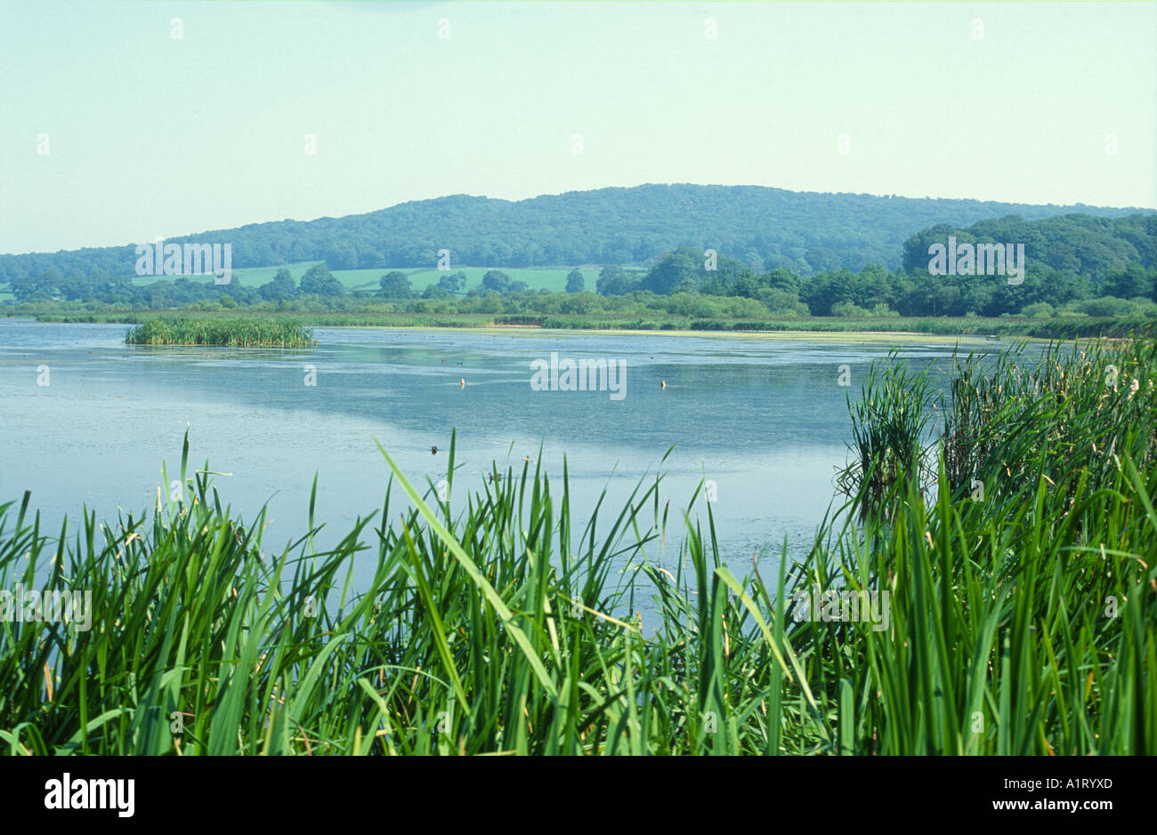 Leighton moss reedbed water hi-res stock photography and images - Alamy