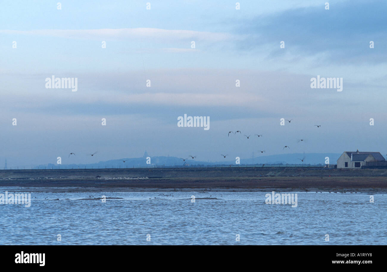 Cocker Sands beach with waders in flight Stock Photo - Alamy