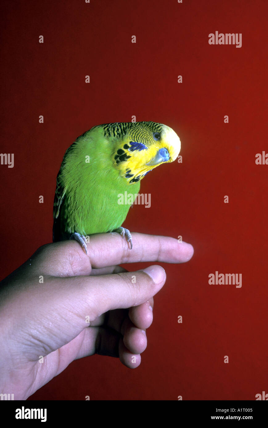 Bird on finger hi-res stock photography and images - Alamy
