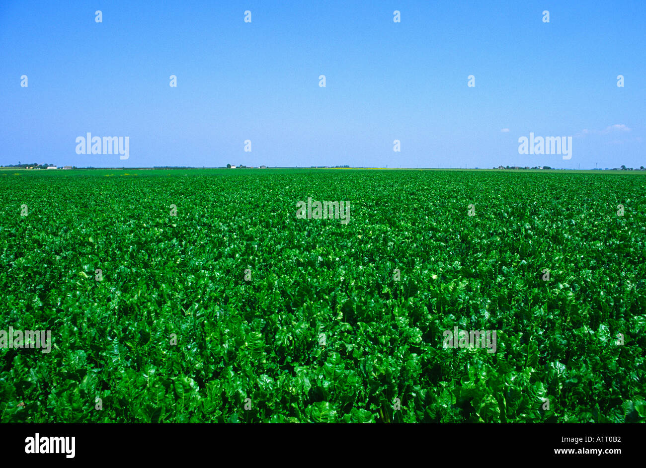 Fenland hi-res stock photography and images - Alamy