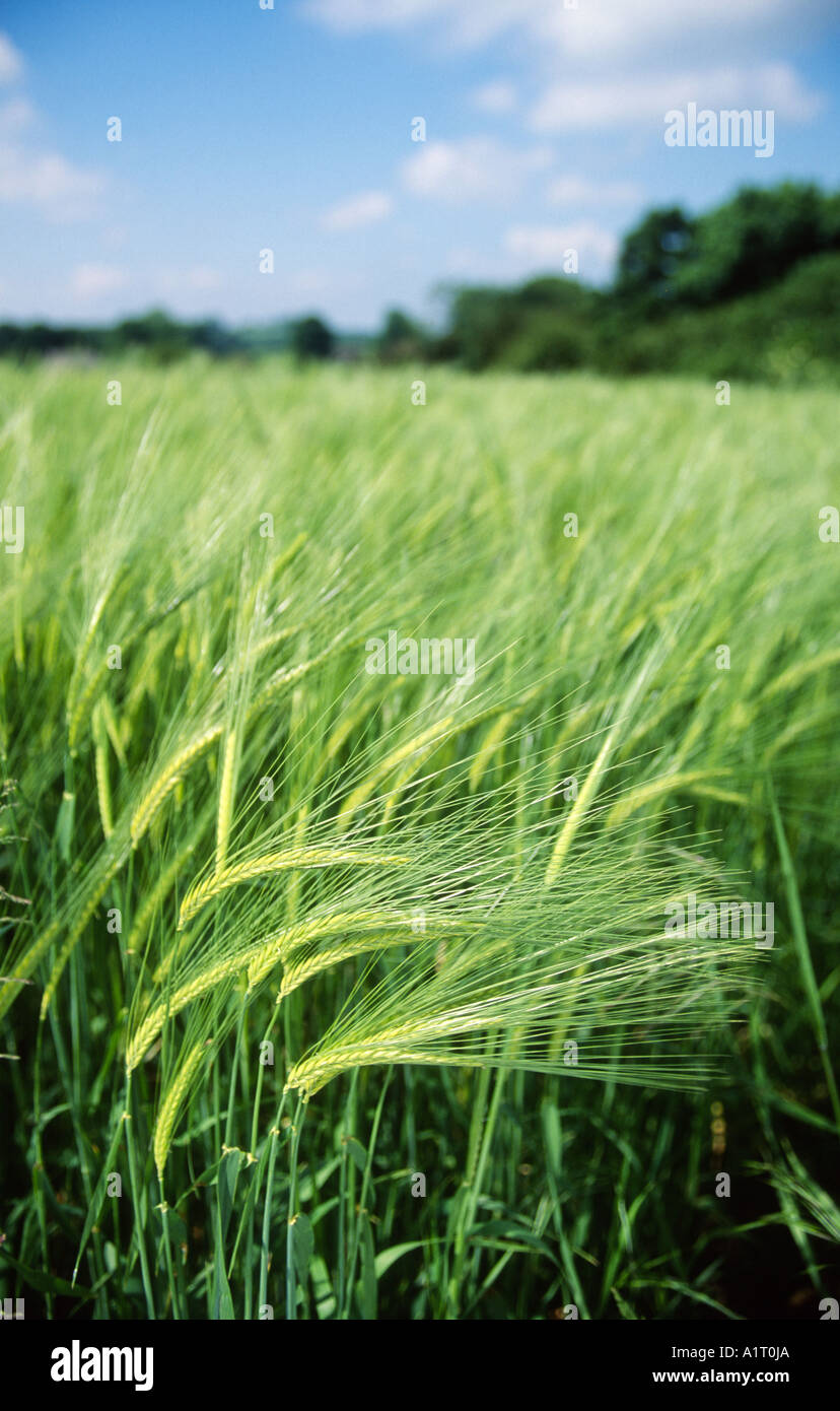 barley in flower Stock Photo - Alamy